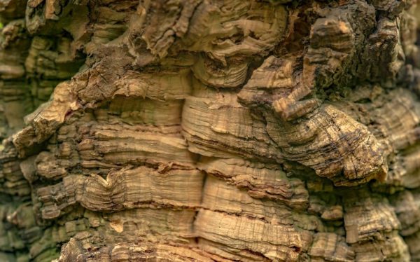 Is Balsa Wood Strong?