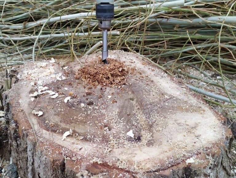 They Drilled Into A Tree Stump...What Was Made Is Stunning